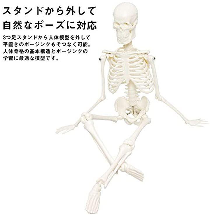 Buy Human Skeleton Model, Skeletal Specimen, Operation, Upright Stand, Educational Material ...