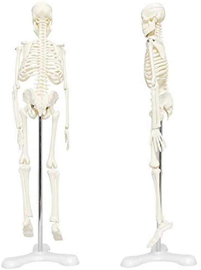Buy Human Skeleton Model, Skeletal Specimen, Operation, Upright Stand, Educational Material ...